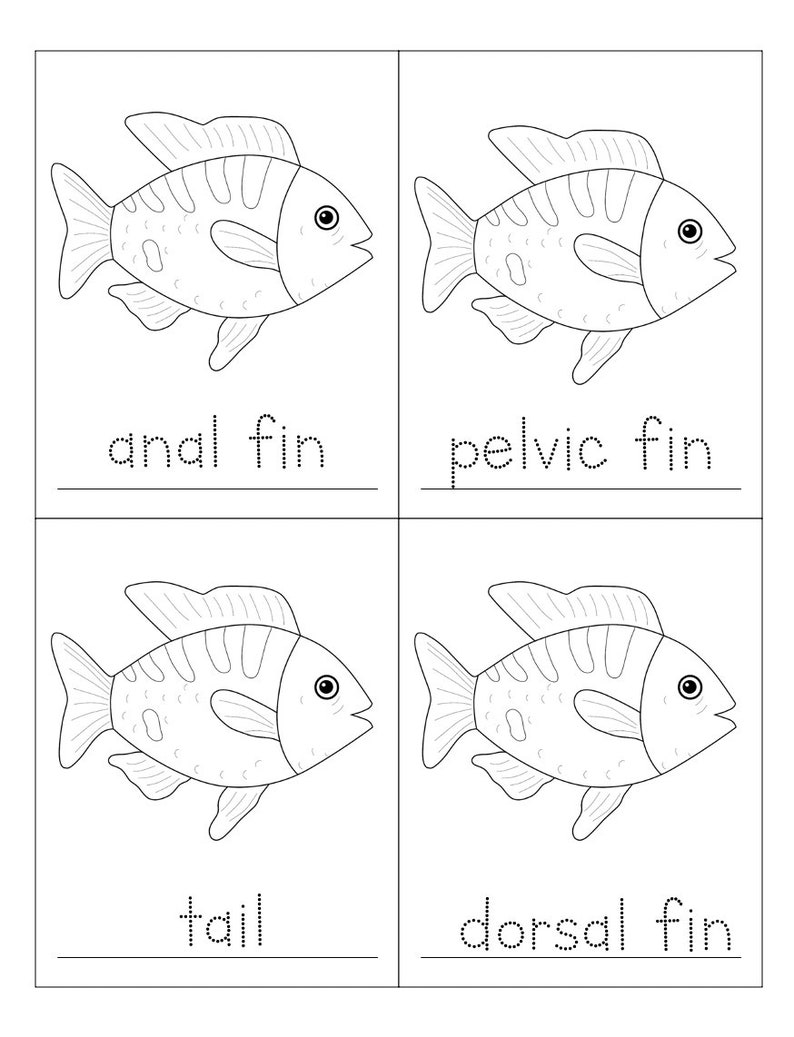 Parts of a Fish - Montessori 3-part-cards - Etsy