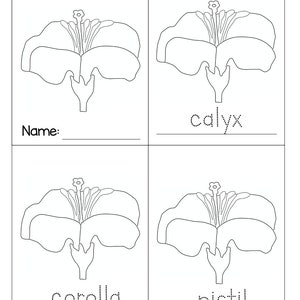 Parts of a Flower-montessori 3-part-cards - Etsy