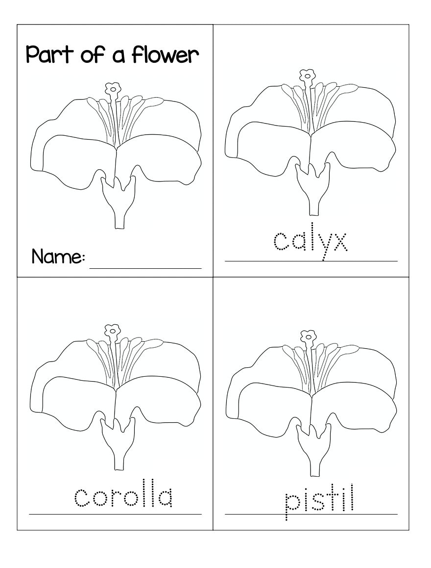 Parts of a Flower-montessori 3-part-cards - Etsy