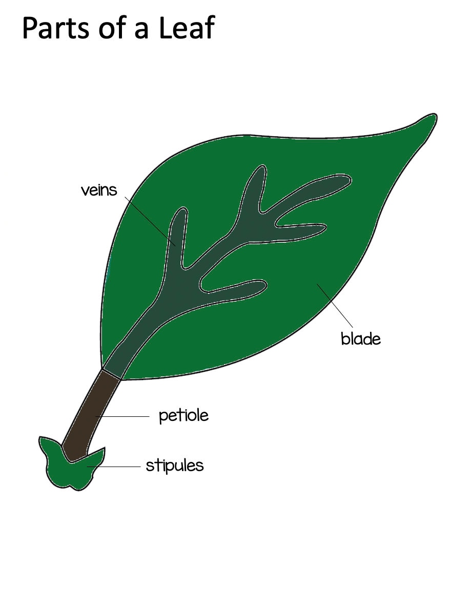 Parts of a Leaf - Montessori 3-part-cards - Etsy