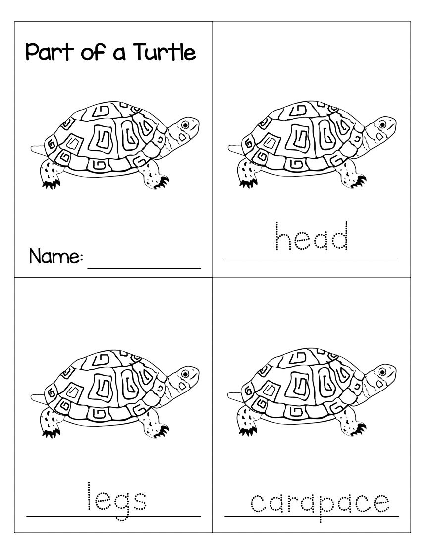 Parts of Turtle - Montessori 3-part-cards - Etsy