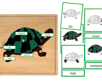 Parts of a Bird - Montessori 3-part-cards - Etsy