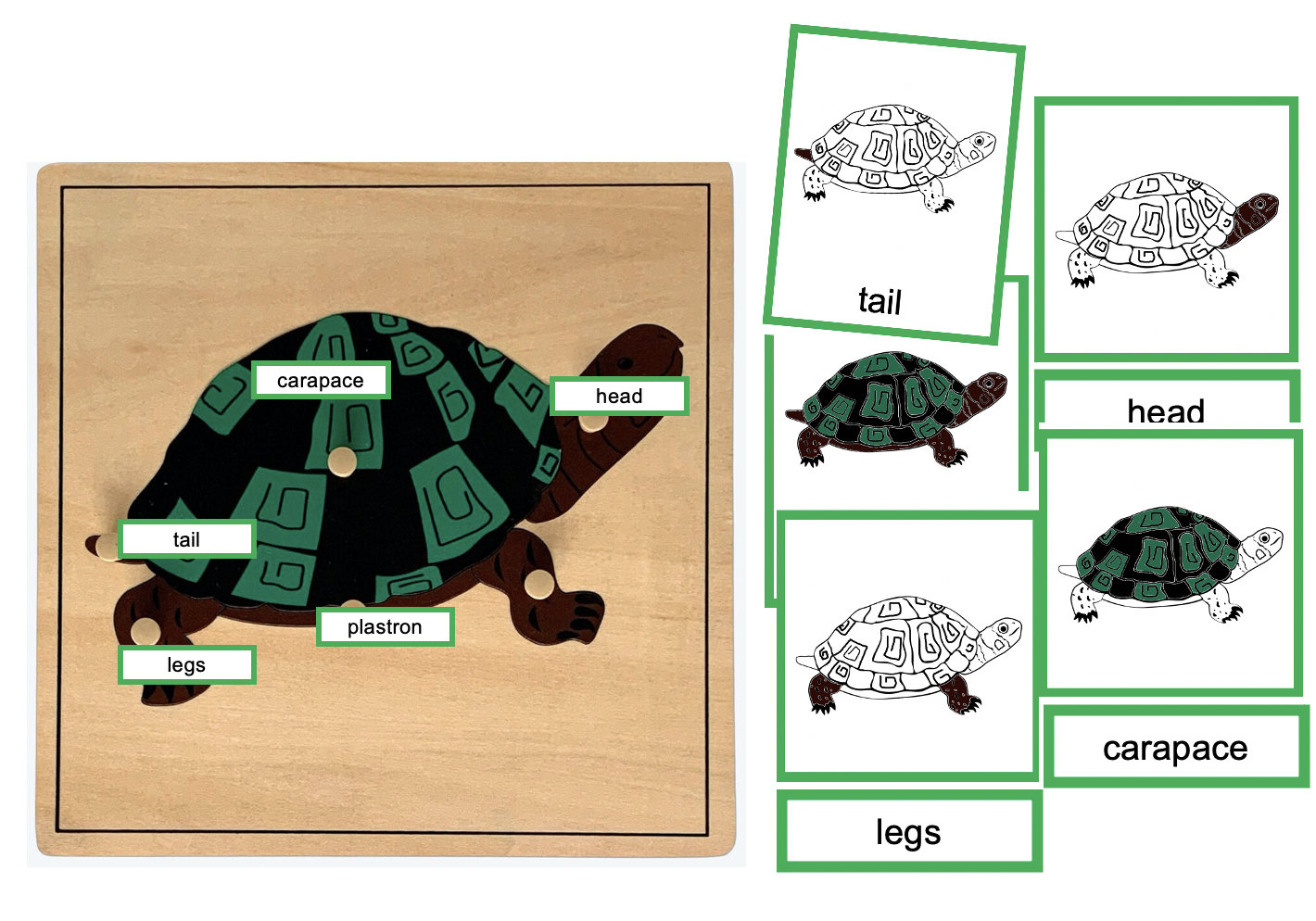 Parts of Turtle - Montessori 3-part-cards - Etsy