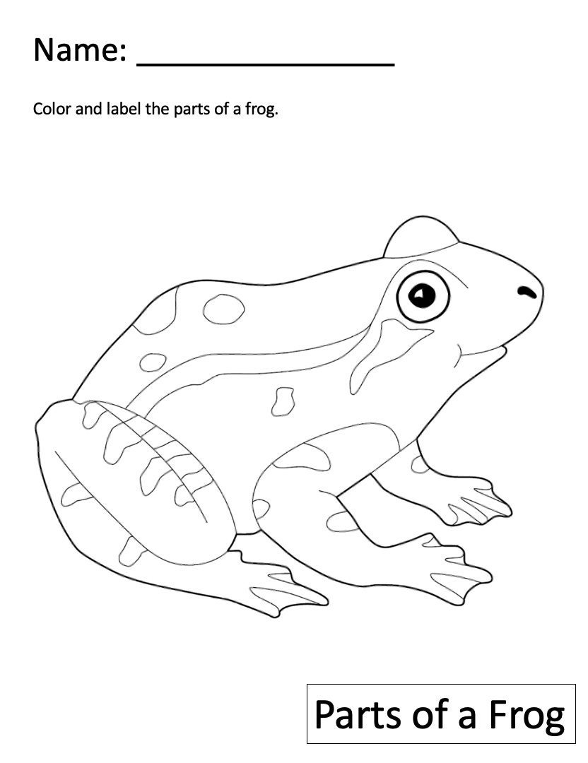 Parts of Frog - Montessori 3-part-cards - Etsy