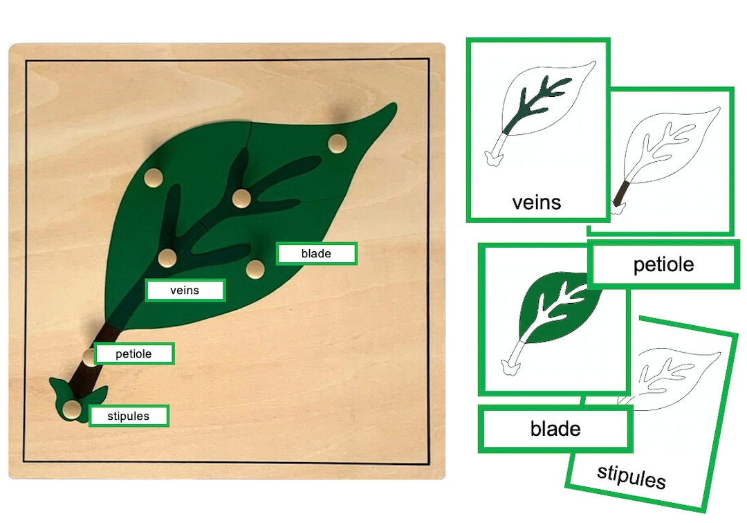 Parts of a Leaf - Montessori 3-part-cards - Etsy