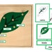 Parts of a Leaf - Montessori 3-part-cards - Etsy Canada