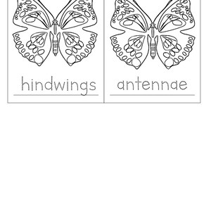 Parts of a Butterfly - Montessori 3-part-cards - Etsy