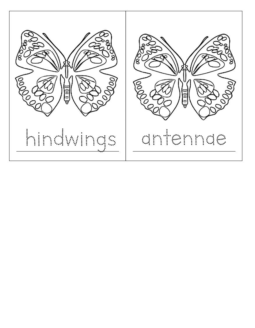 Parts of a Butterfly - Montessori 3-part-cards - Etsy