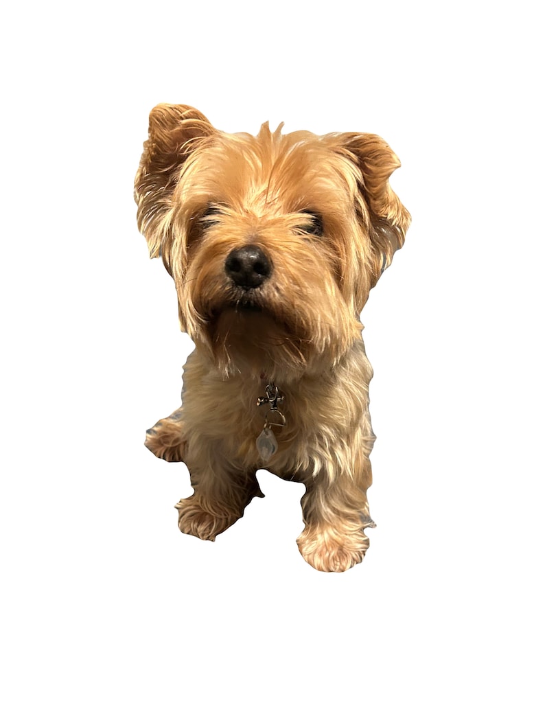 Ultra Bright LED Flashlight Torch Super Light Led for Collars for Dogs ...