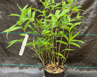 BambooGardenNursery - Etsy