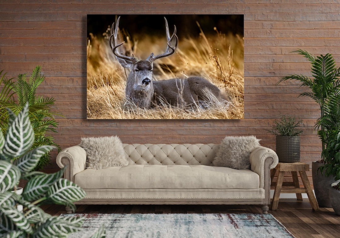 Deer Wildlife Photography Print on Stretched Canvas - Nature Wildlife ...