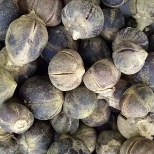 Organic Fresh Goron Tula /azanza/snot Apple Fruits - Etsy