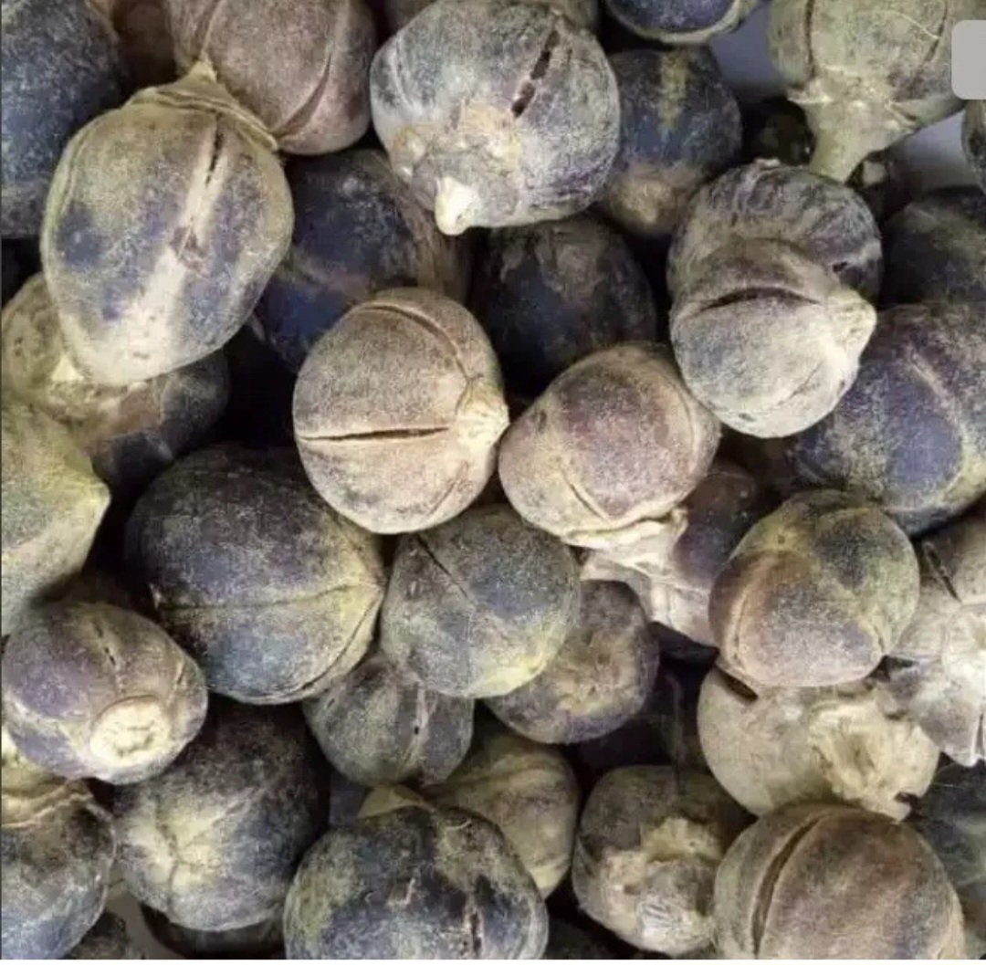 Goron Tula /snot Apple Silky Kola African Chewing Gum Fruit Dried ...