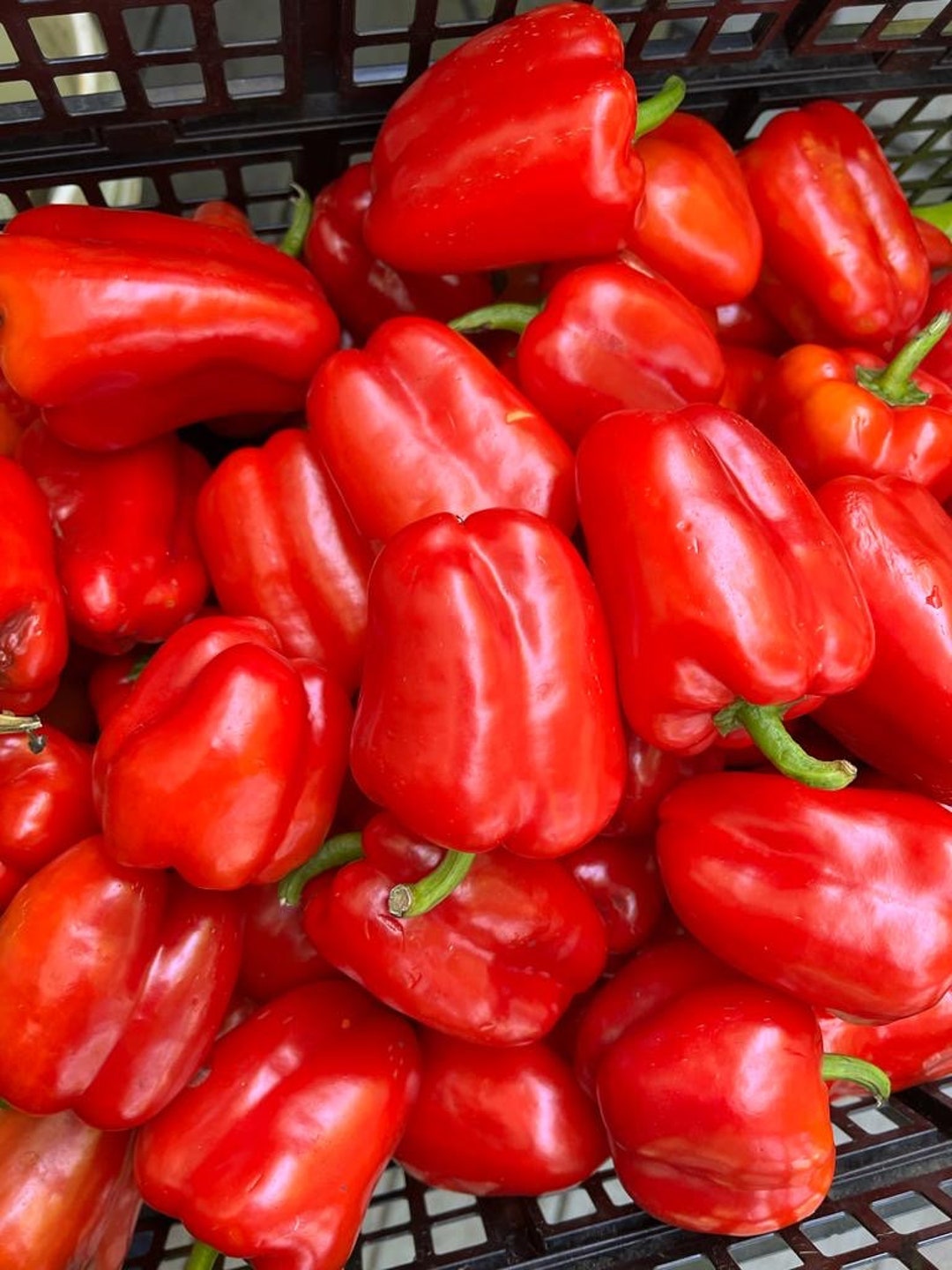 Organic Sweet Bell Pepper Seeds, Heirloom From Romania (50 Seeds) - Etsy