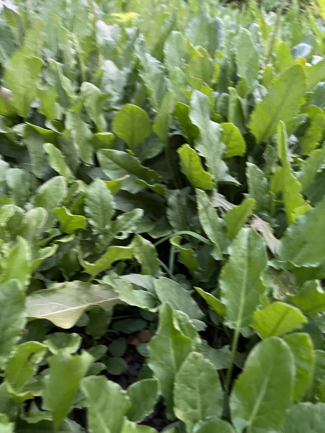 Sorrel Seeds (100 Seeds) 4 Generation Heirloom Seeds From Romania ...