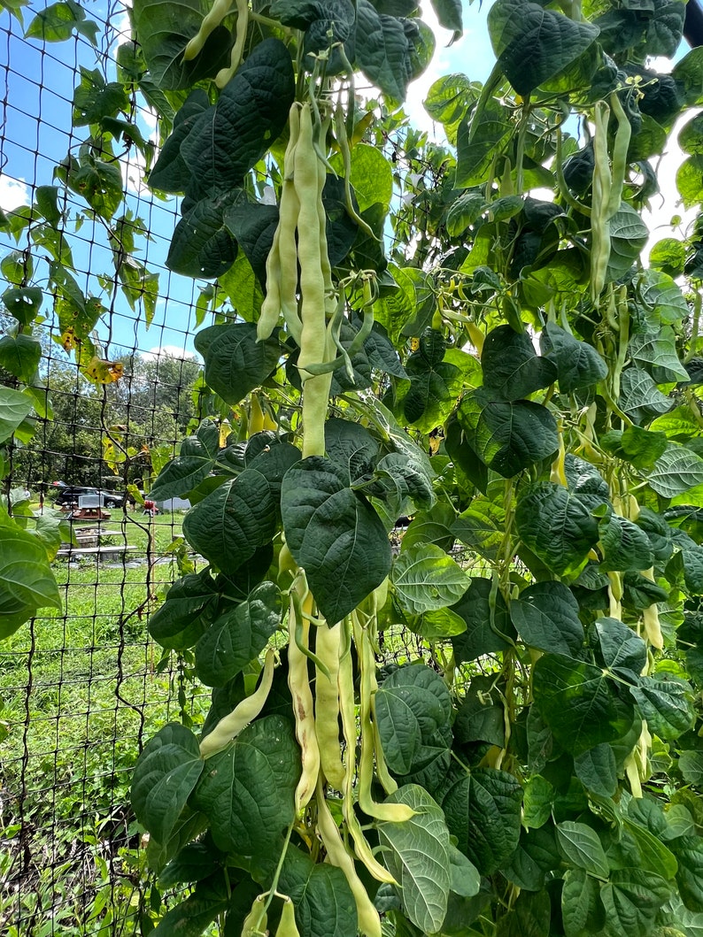 Heirloom Organic Capitano Pole Beans, 50 Seeds| Heirloom From Romania ...