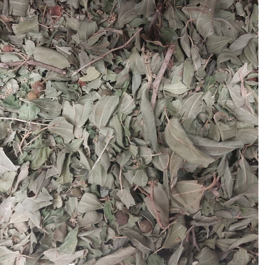 100 Grams Leaves Sidr Seder Dried Natural Organic Herb Roqya - Etsy