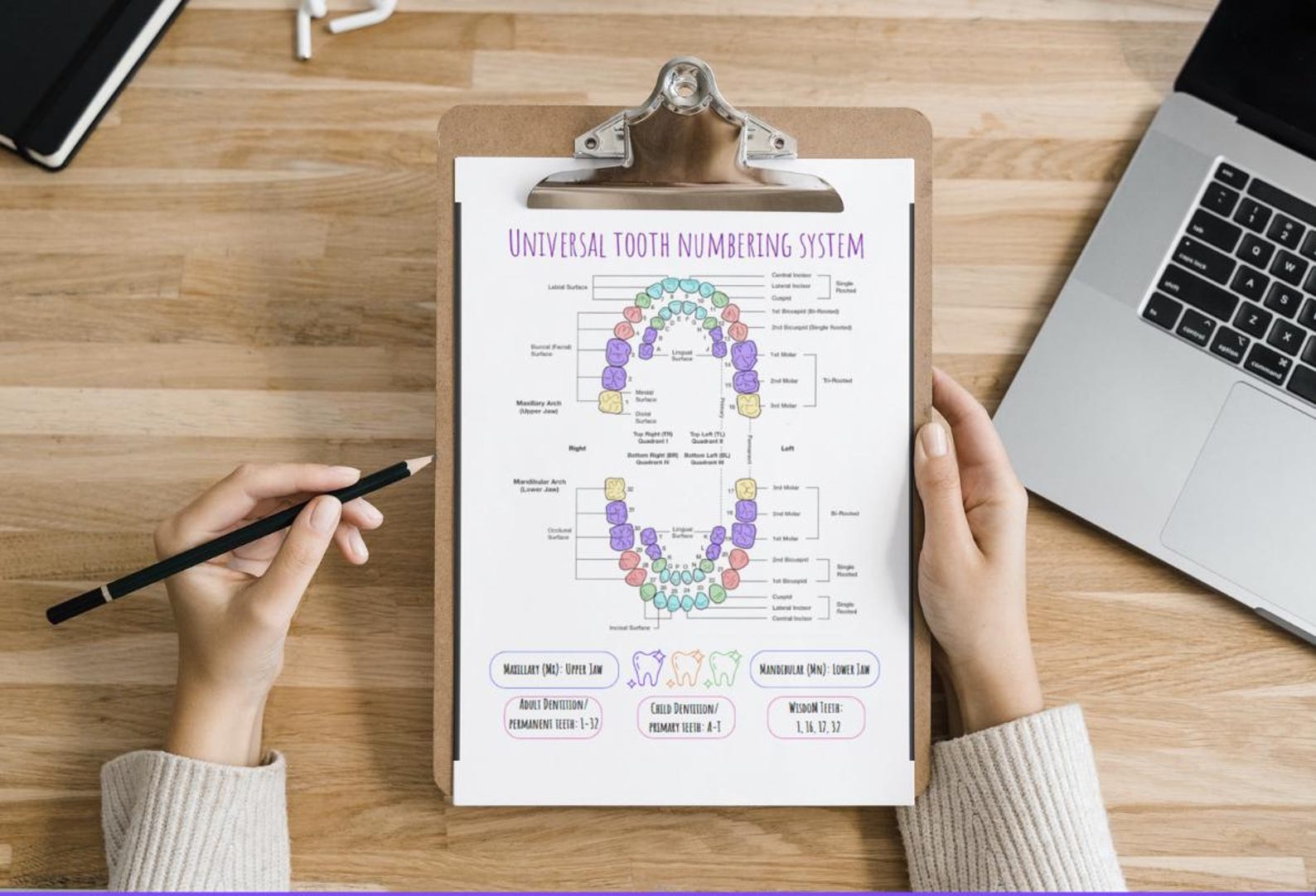 Universal Palmar Tooth Numbering System DIGITAL DOWNLOAD PDF; Dental ...