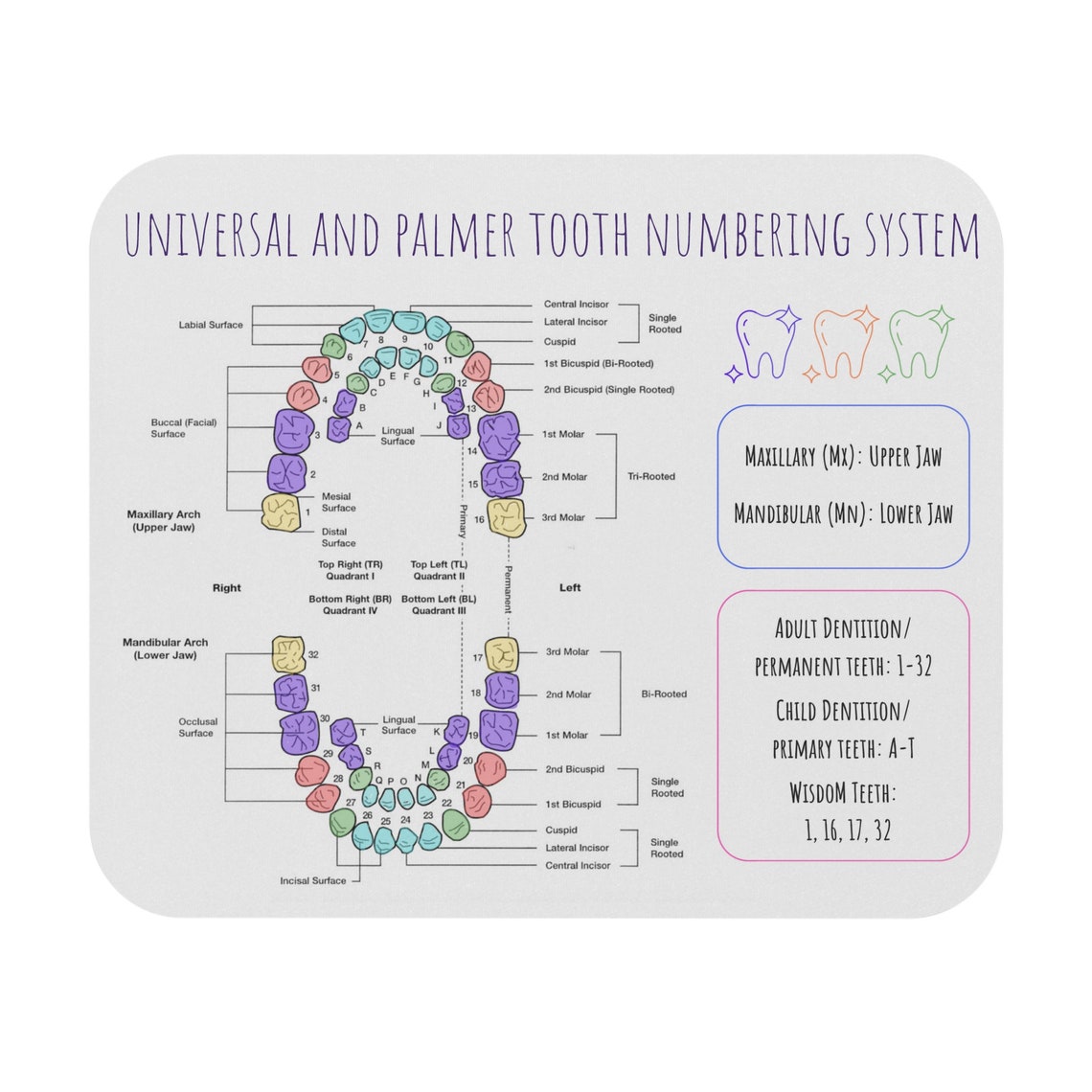Universal and Palmer Tooth Number System Cheat Sheet Mouse Pad ...