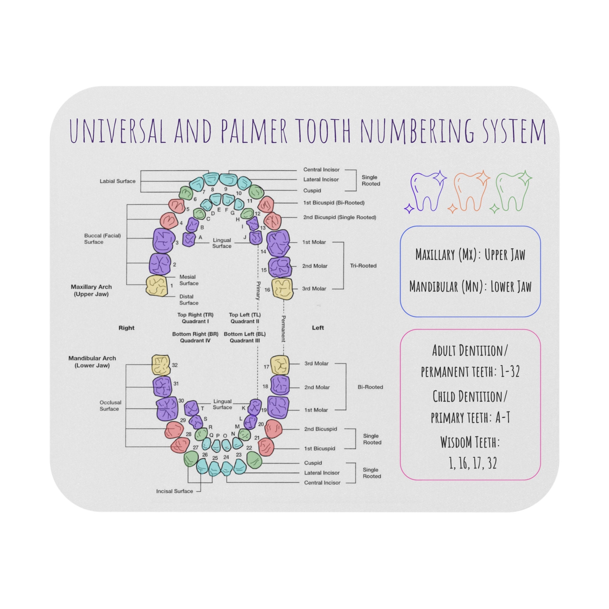 Universal and Palmer Tooth Number System Cheat Sheet Mouse Pad ...
