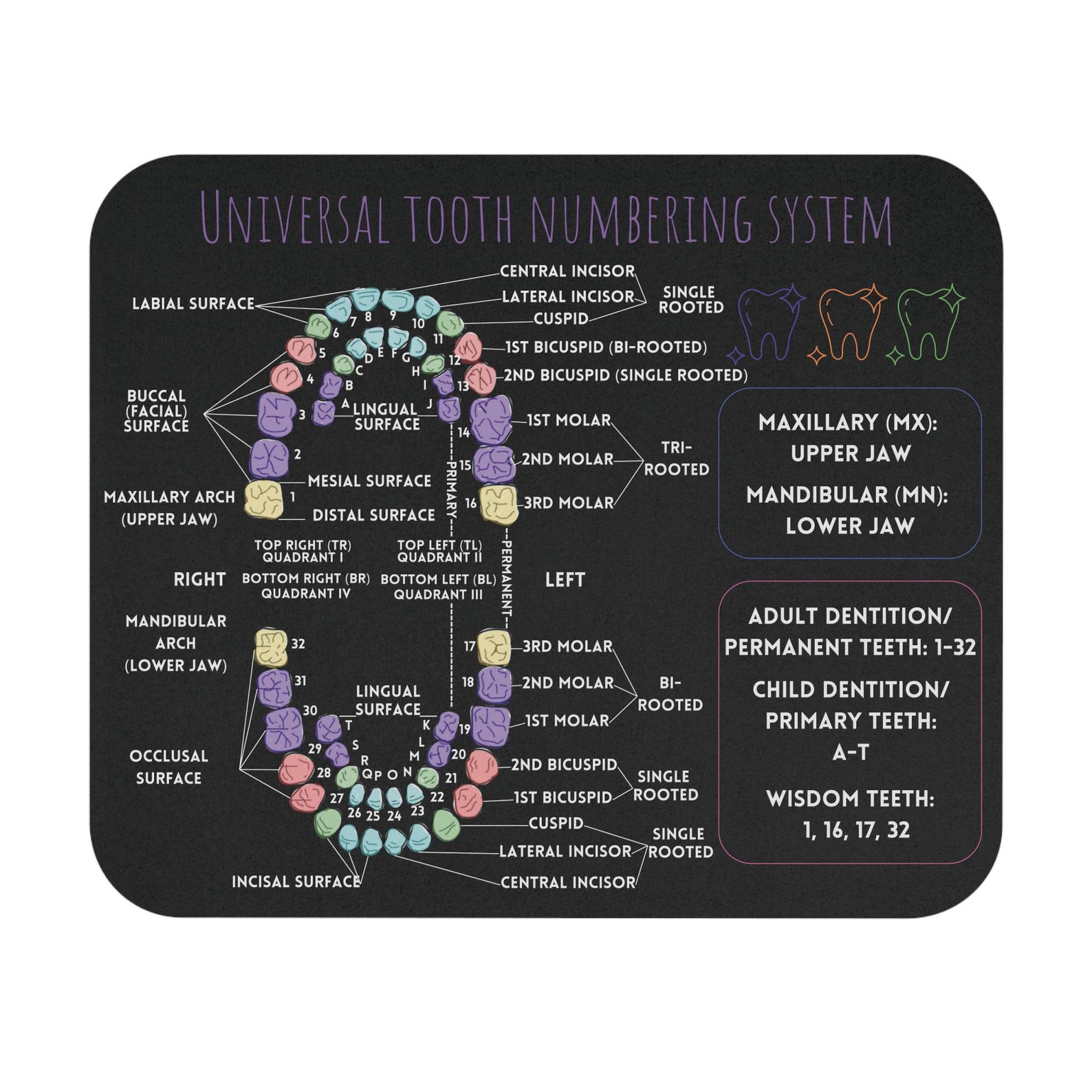 Universal Tooth Numbering System Mouse Pad (black); Dentist, Dental ...
