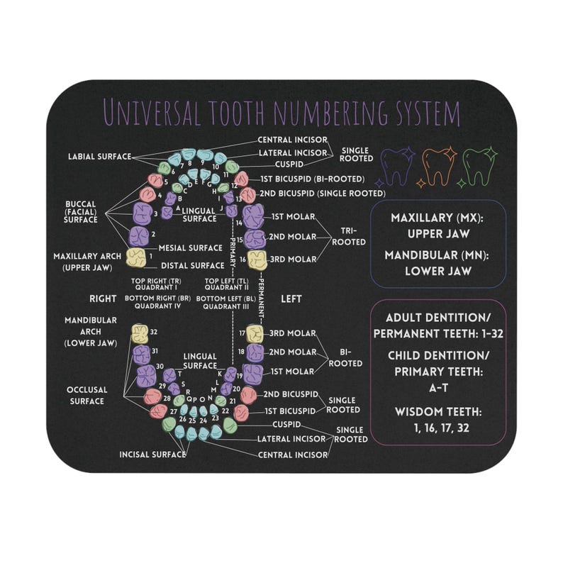 Universal Tooth Numbering System Mouse Pad (black); Dentist, Dental ...