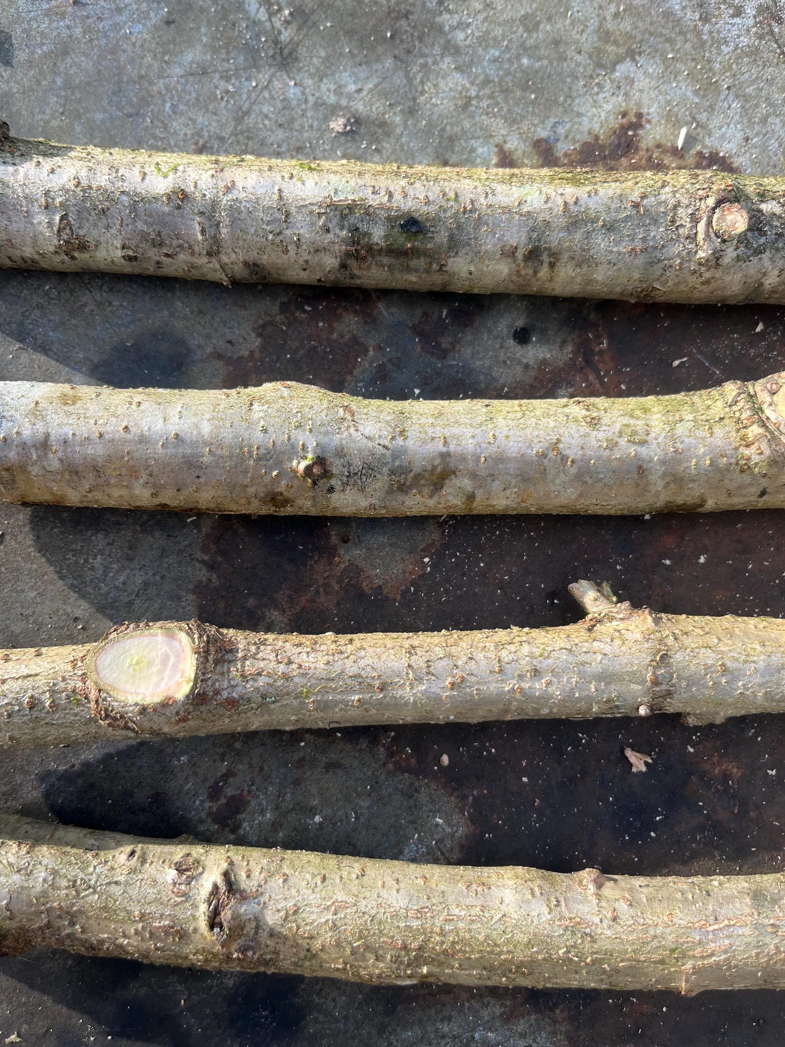 Oak Wood Sticks - Various Sizes - Etsy UK