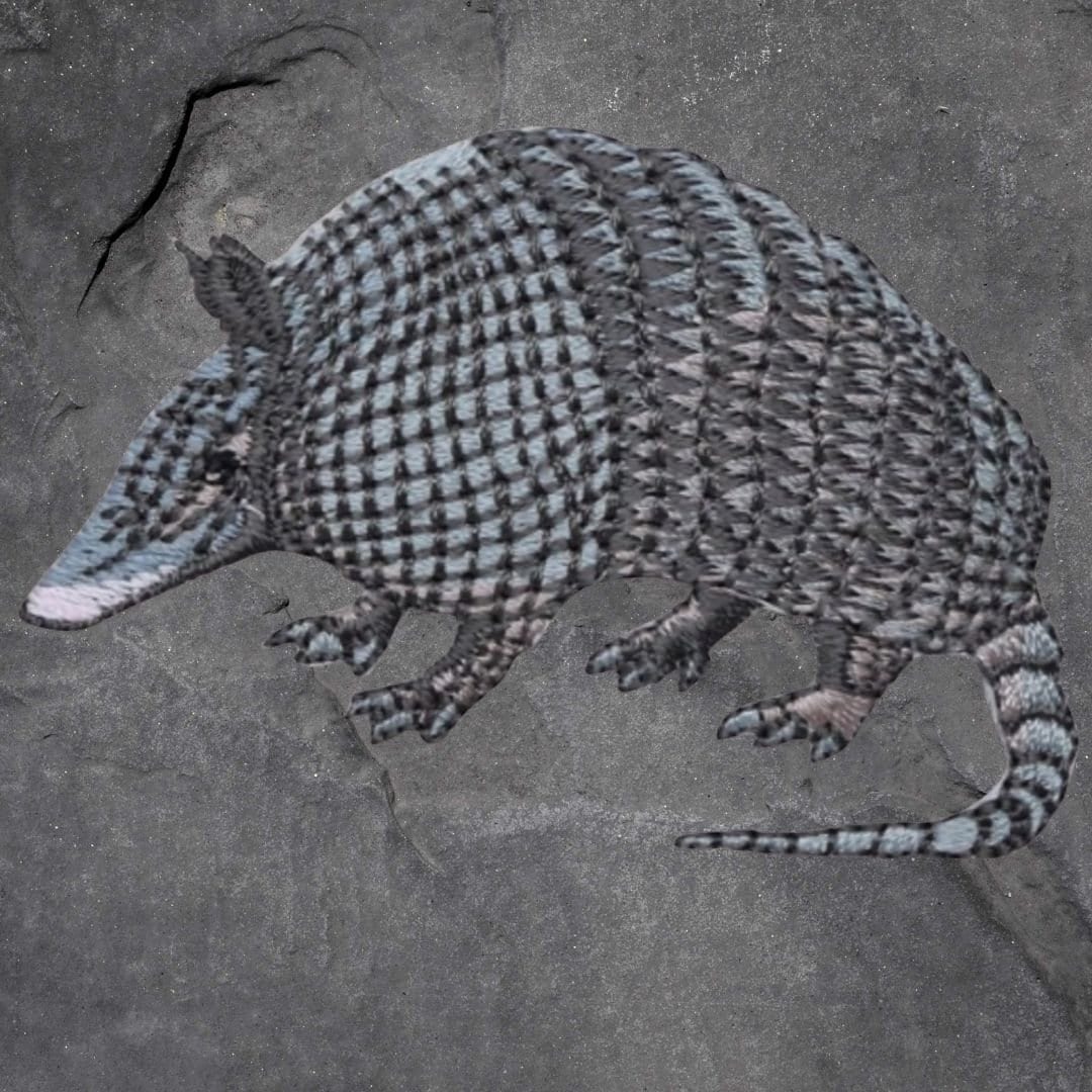 Armadillo Patch Set Animal, Zookeeper, Armored, Applique Badge - Etsy