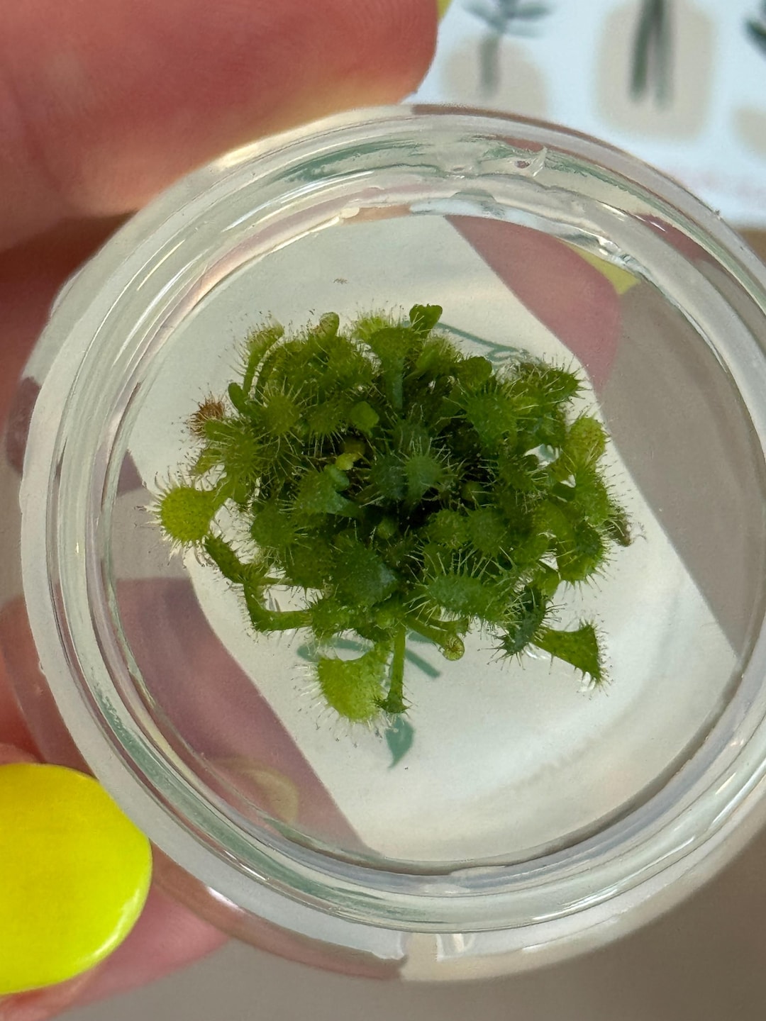 Sundew (drosera Spatulata) Terrarium - Etsy