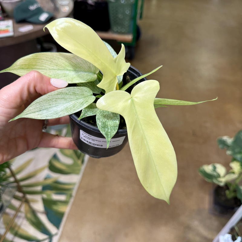 Florida Ghost Philodendron - Etsy