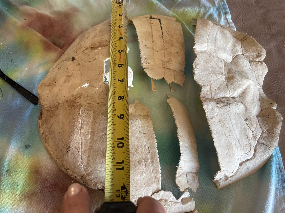 Broken Turtle Shell Found in Central Ky - Etsy