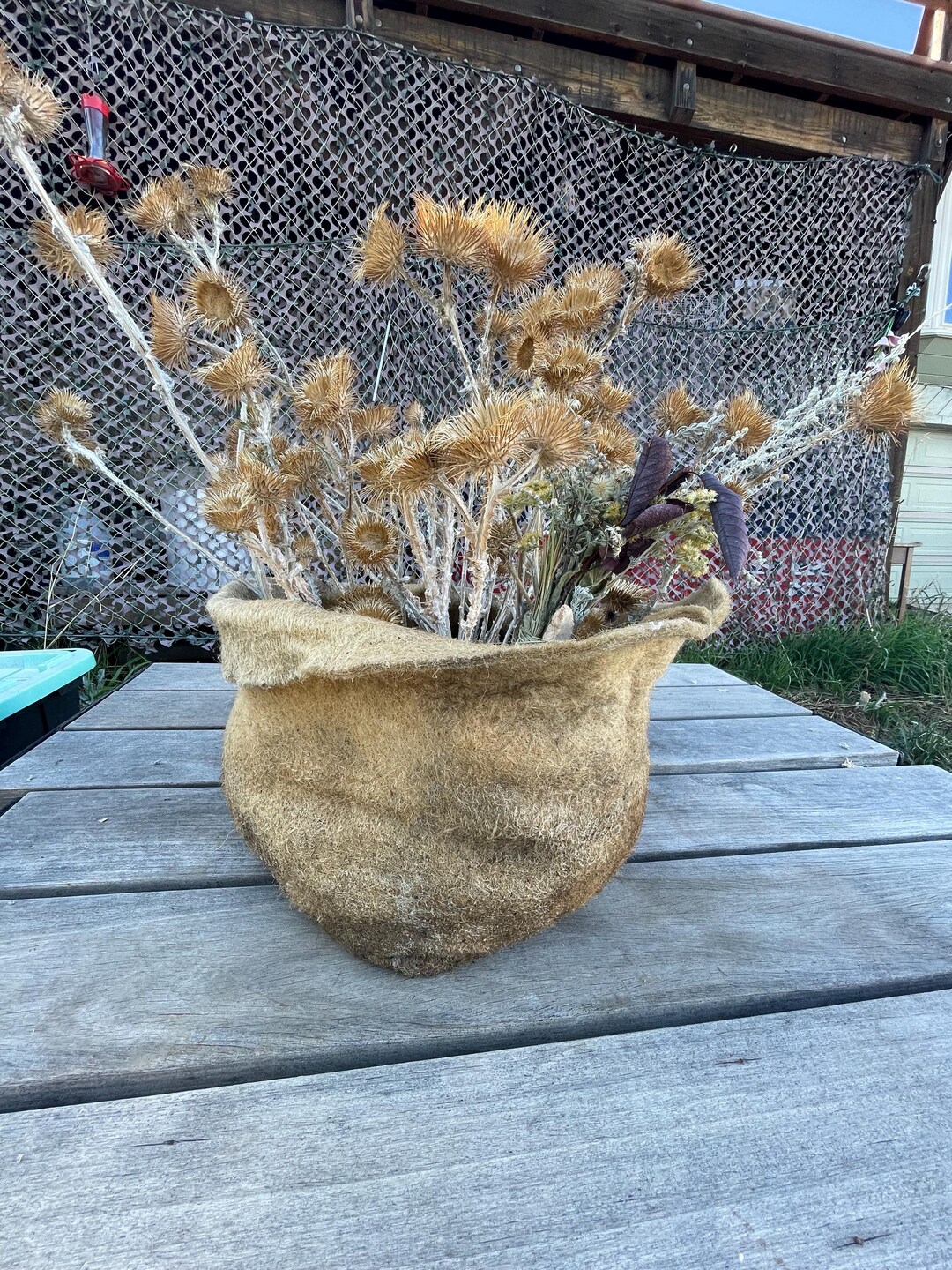 Colorado Thistle , I Cut Down a Bunch and Thought They Were Pretty so I ...