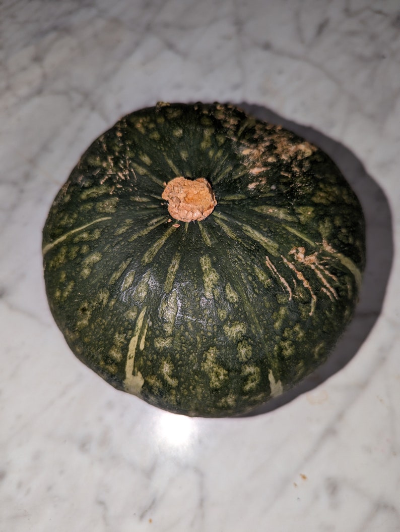 Kabocha Squash - Etsy