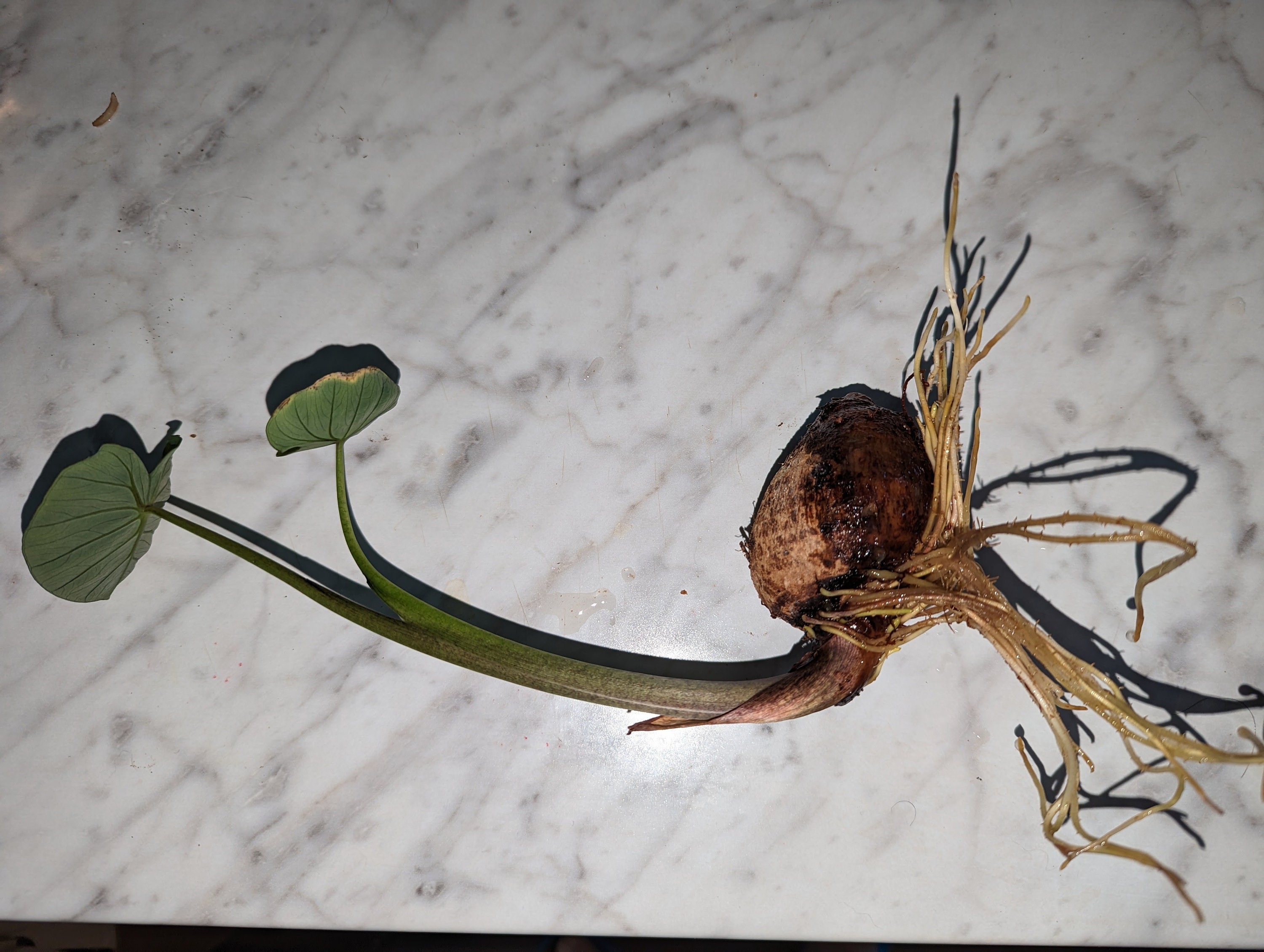 Elephant Ear Bulb for Planting (3) - Etsy