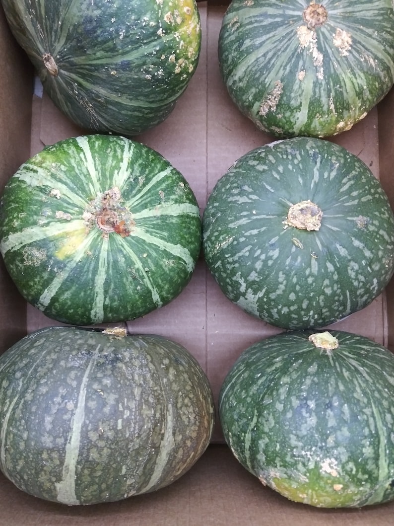 Kabocha Squash - Etsy