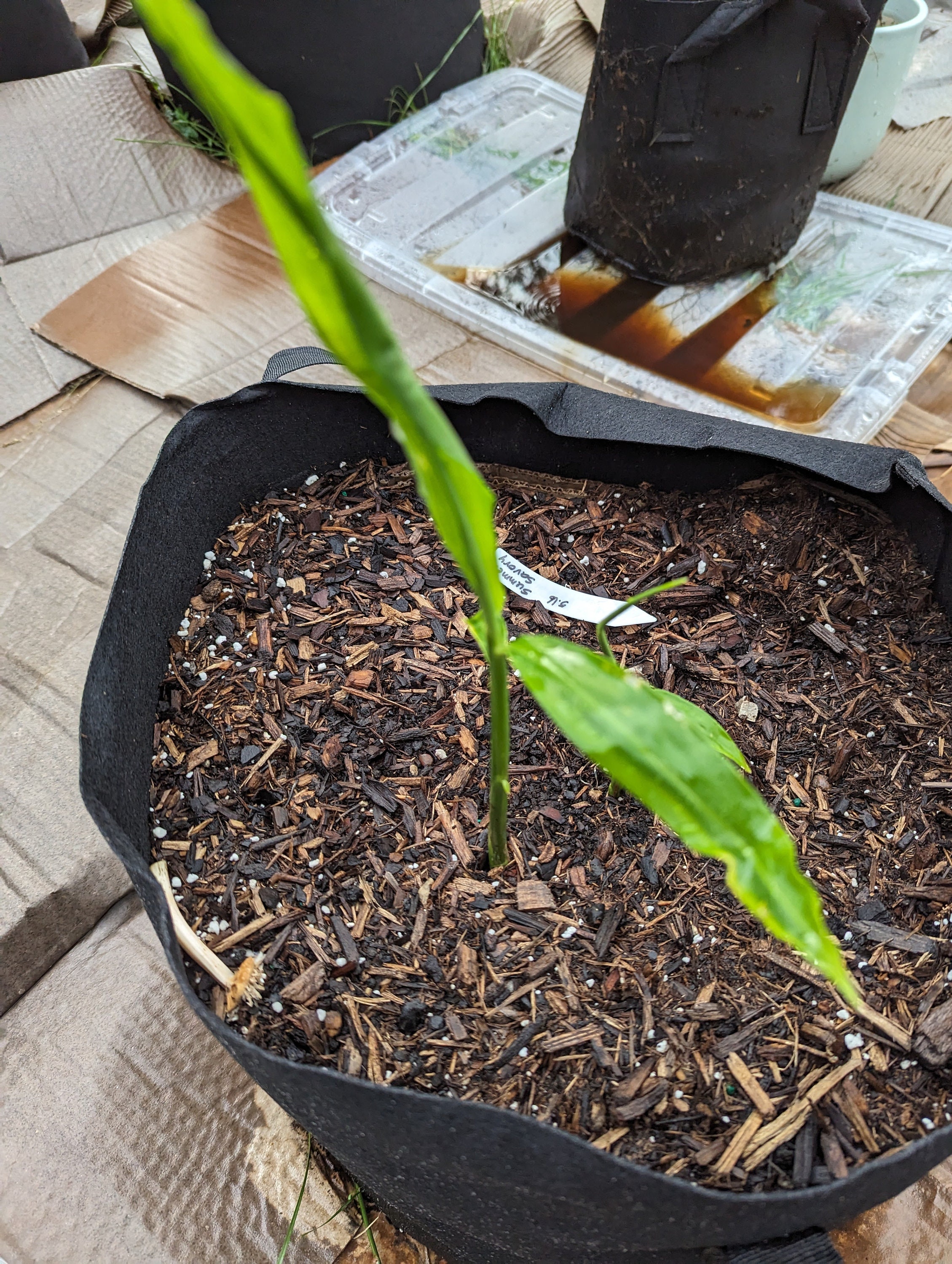 Organic Ginger Seedling (starter Plant) - Aka Adrak, Jengibre ...
