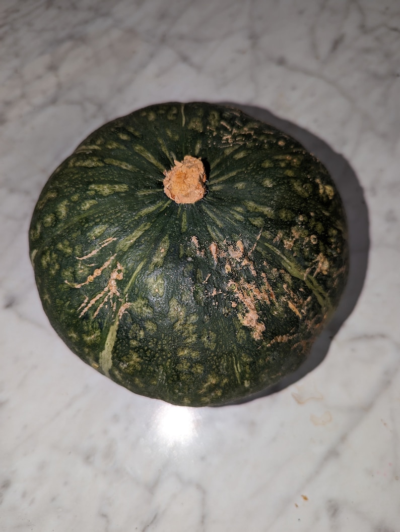 Kabocha Squash - Etsy