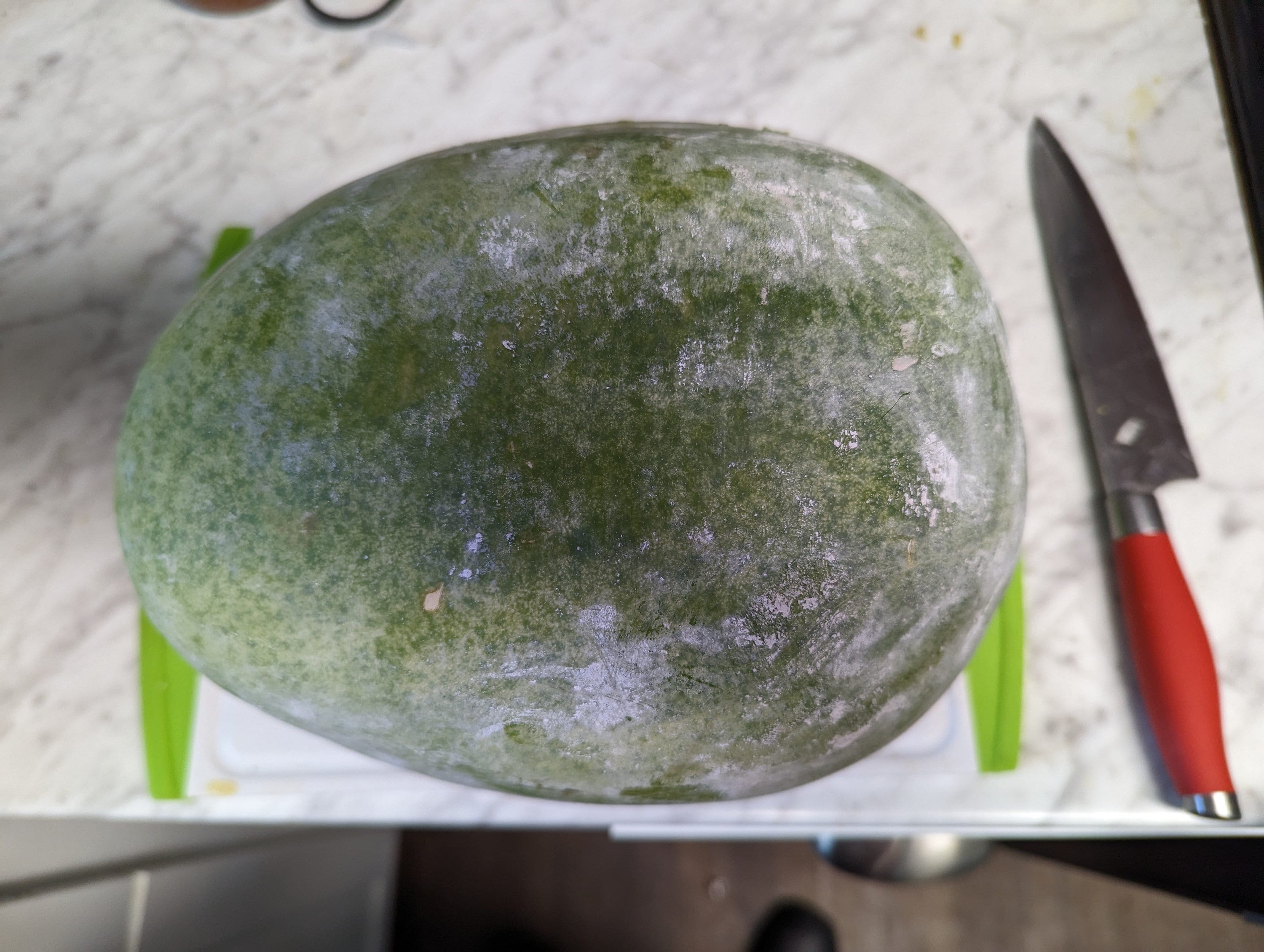 Wax Gourd (benincasa Hispida, the Wax Gourd, Aka Ash Gourd) - Etsy