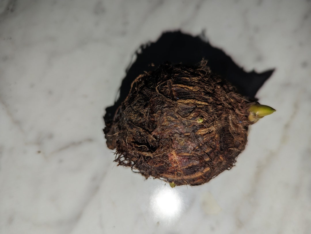 Elephant Ear Bulb for Planting (3) - Etsy