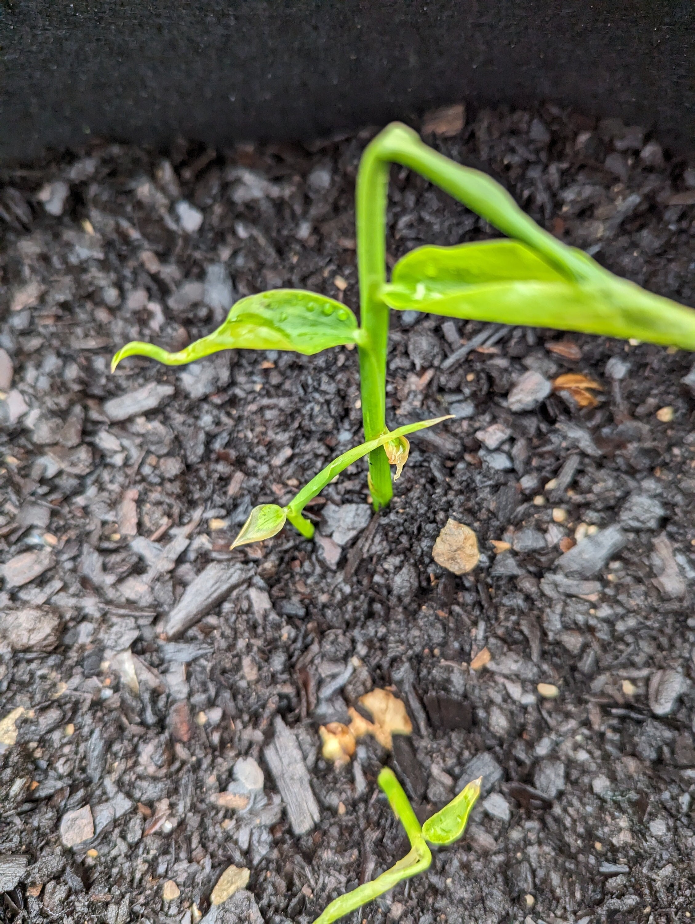 Organic Ginger Seedling (starter Plant) - Aka Adrak, Jengibre ...