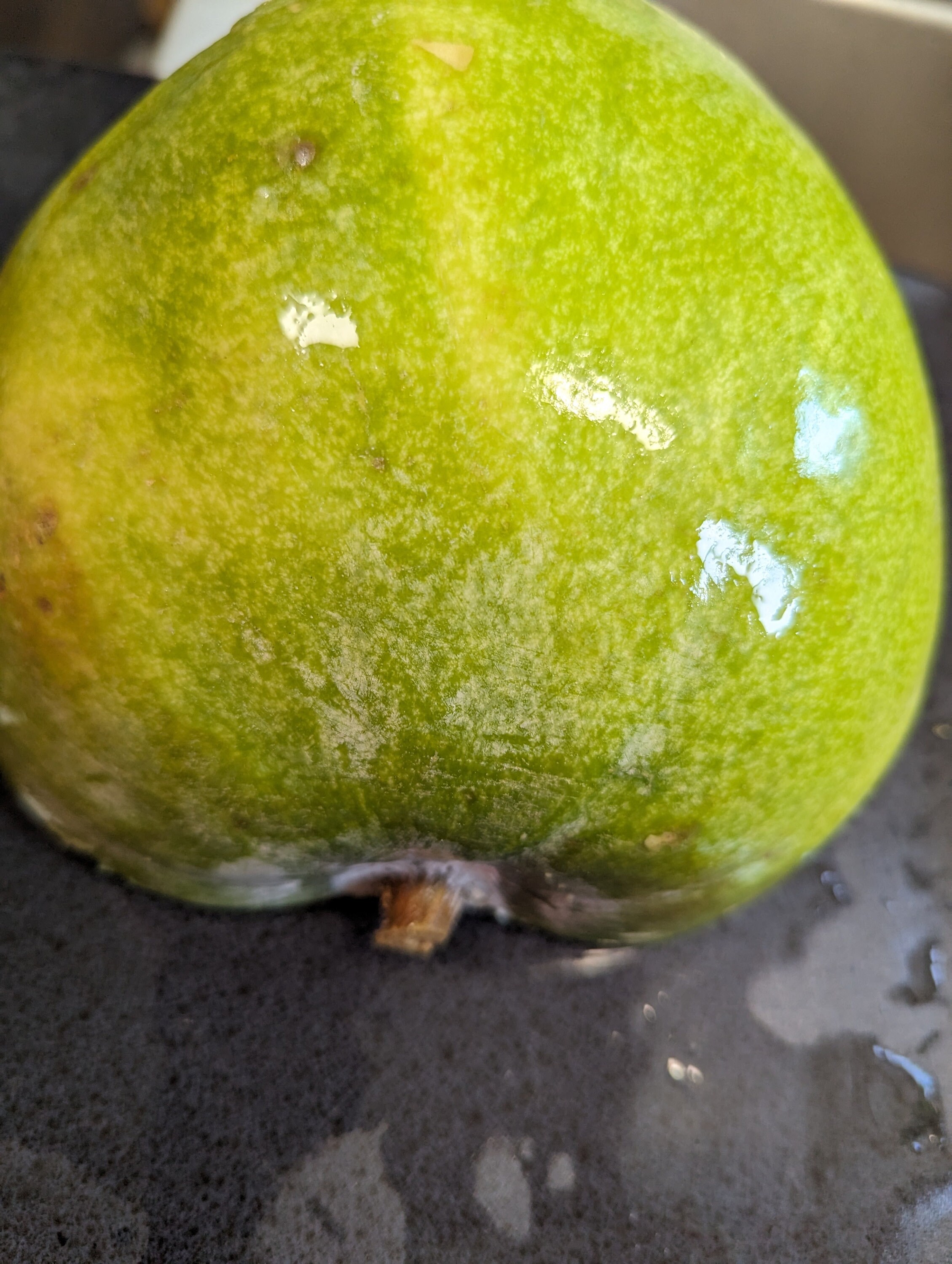Wax Gourd (benincasa Hispida, the Wax Gourd, Aka Ash Gourd) - Etsy