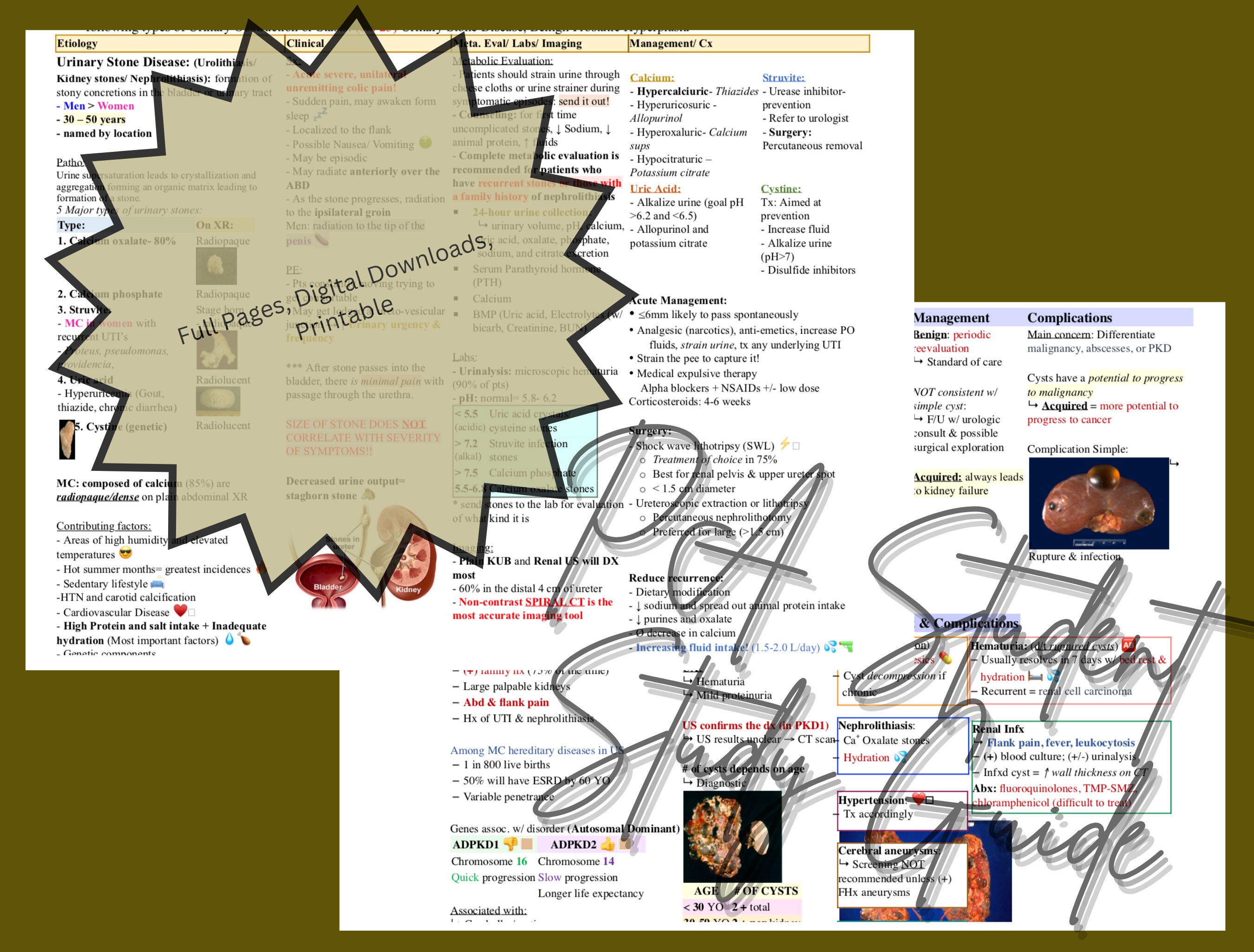 Urology & Nephrology Comprehensive Study Guides | Digital Download ...