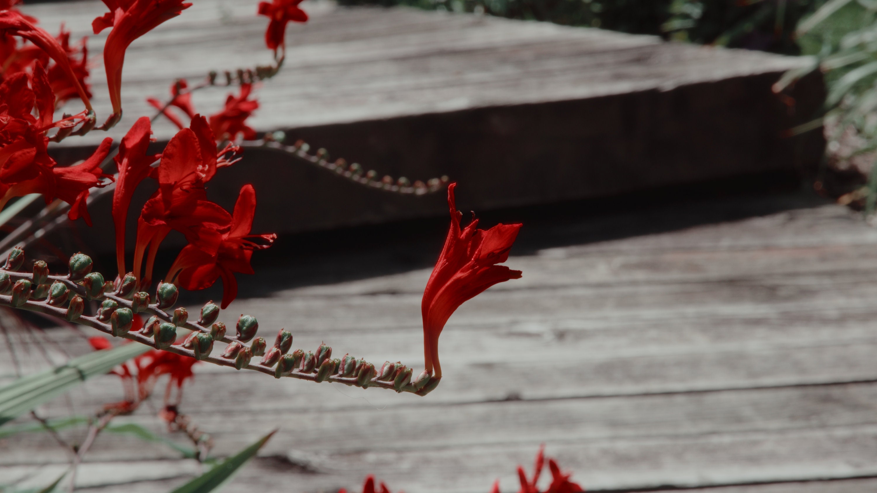 Technicolor LUT Pack for Black Magic Pocket Cinema 6k/6k Pro - Etsy