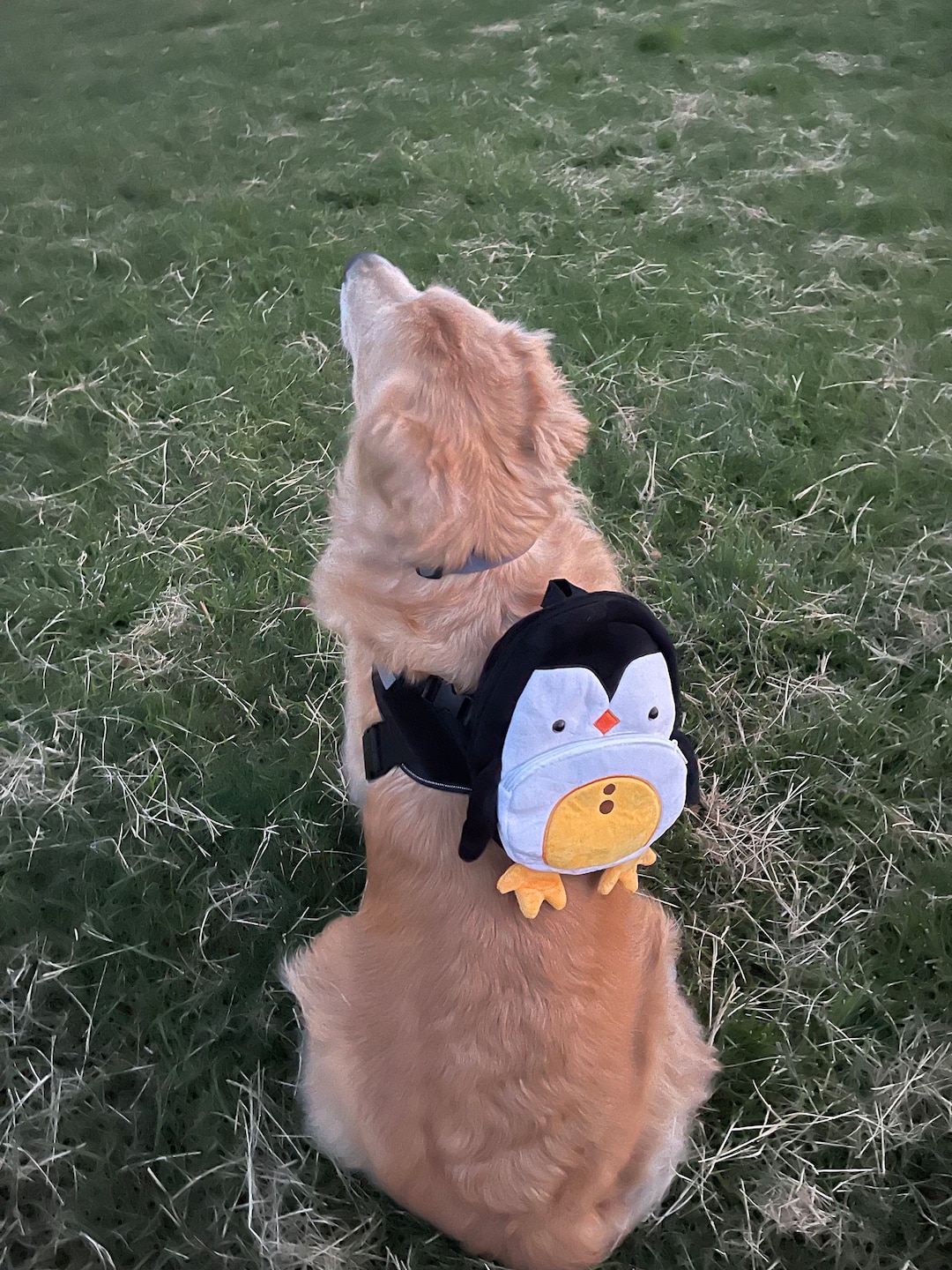 Cute Dog Backpack Plus Harness - Etsy