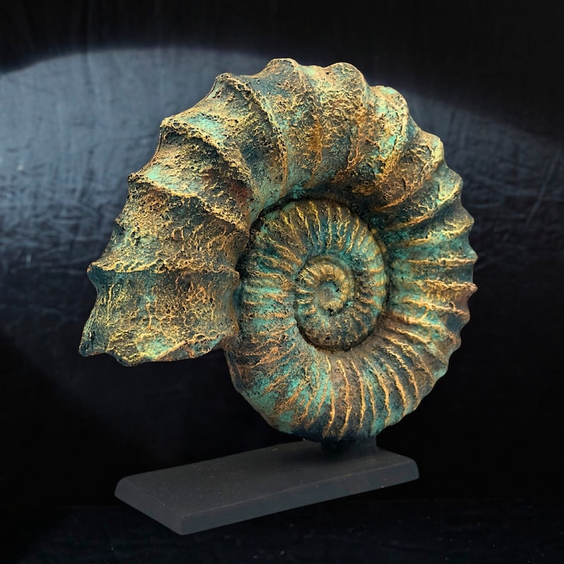 Large Decorative Ammonite - Etsy UK