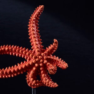Decorative Starfish Statue Set, Personalized Coral Colored Sea Star ...