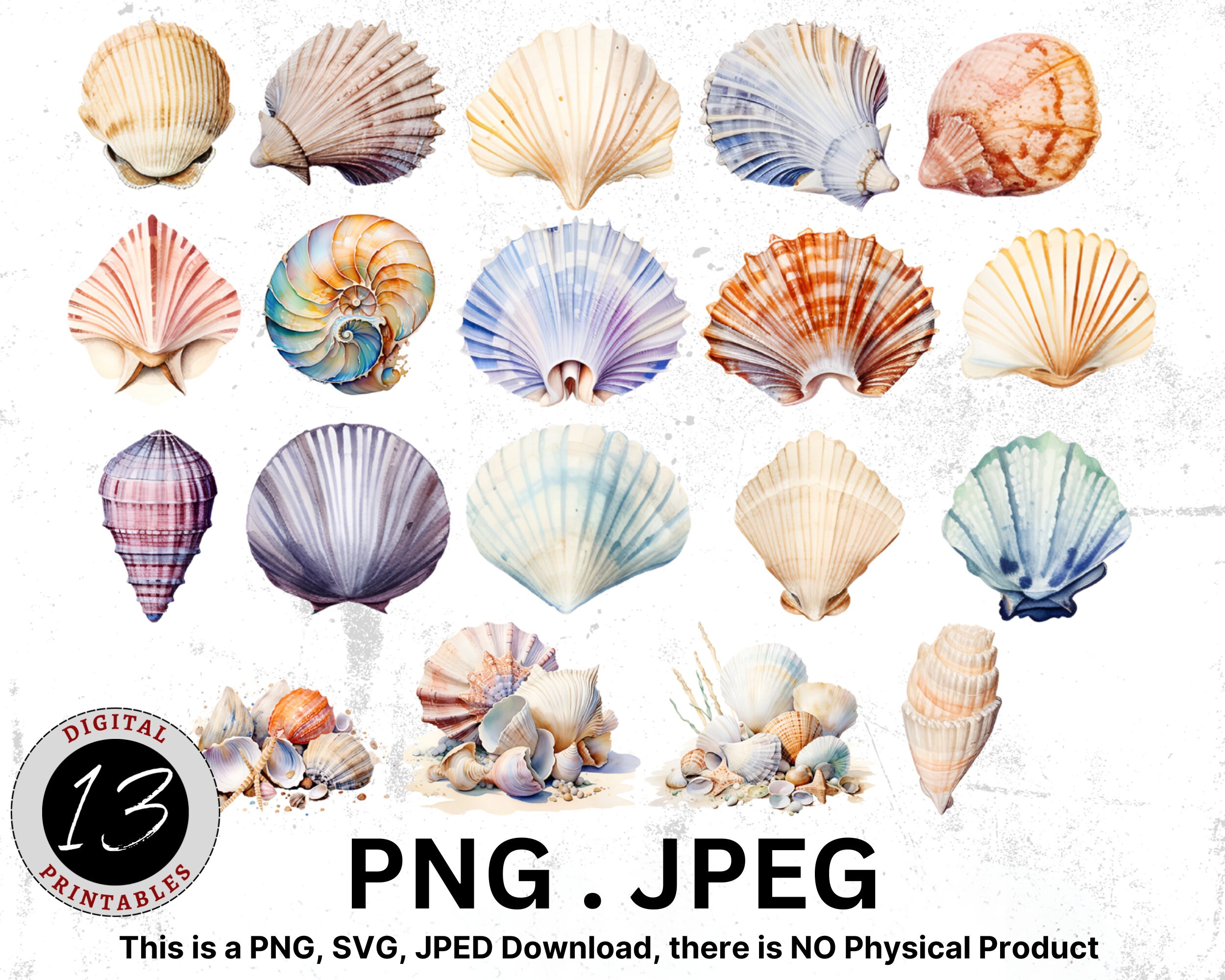 Watercolor Seashell Clipart, Botanical Print, Beach Clipart, Digital ...