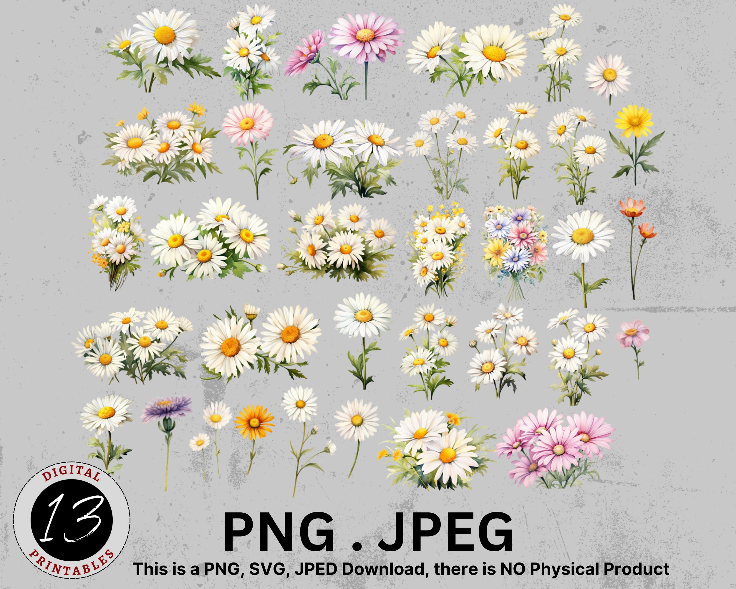 Watercolor Daisy Clipart Bundle, Flower Bundle, Daisy PNG, Daisy ...