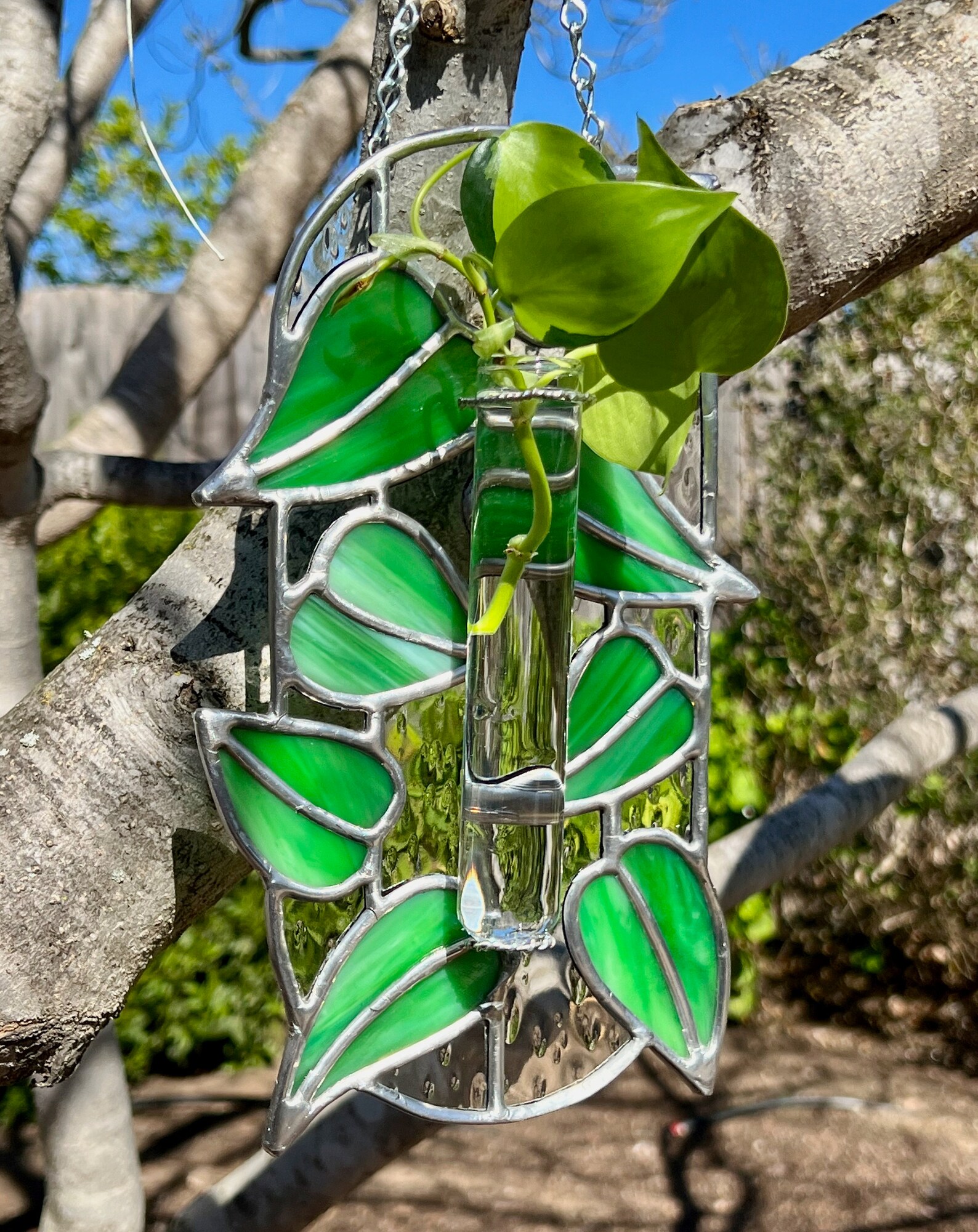 Pothos Stained Glass Propagation Station Pattern: Video Tutorial (PDF ...