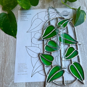 Pothos Stained Glass Propagation Station Pattern: Video Tutorial (PDF ...